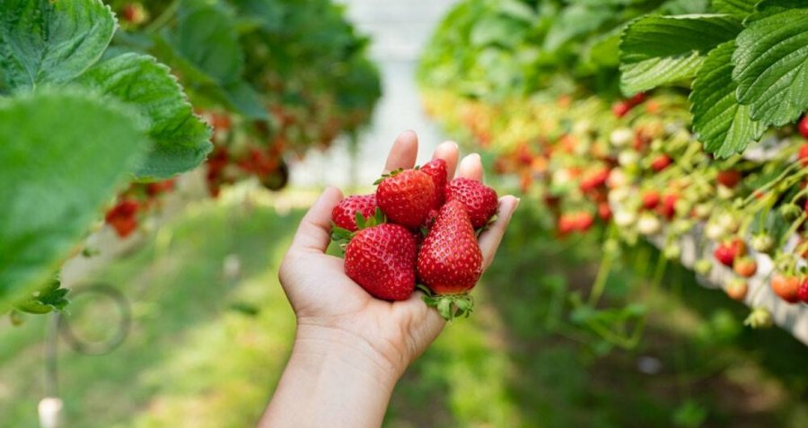 La fragola: valori nutrizionali, proprietà e benefici | Sant'Orsola