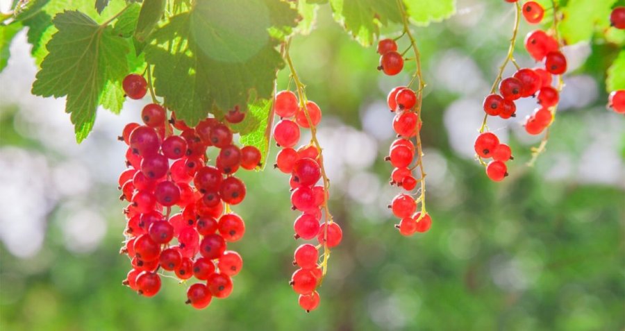 Il ribes rosso: proprietà e benefici | Sant'Orsola