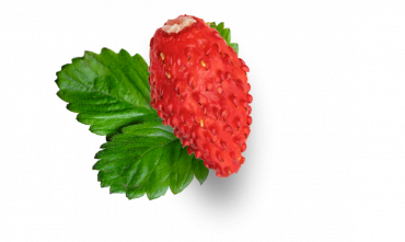 Fragolina | Sant'Orsola