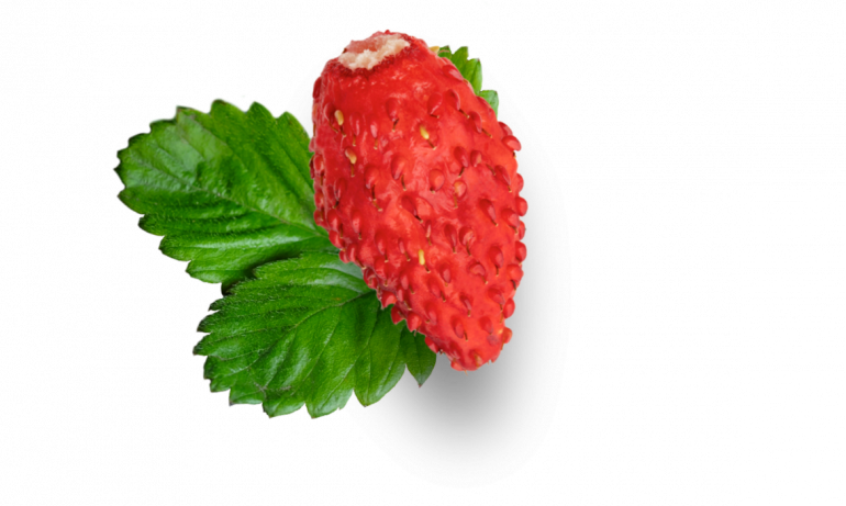 Fragolina | Sant'Orsola