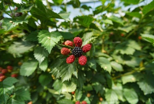 La mora: proprietà, valori nutrizionali e benefici | Sant'Orsola