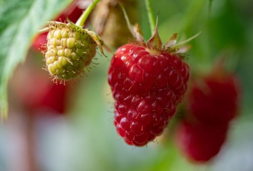 Il lampone: proprietà, valori nutrizionali e benefici | Sant'Orsola