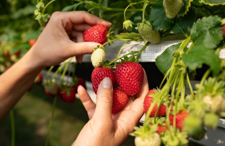 Fragola: frutto o falso frutto? | Sant'Orsola