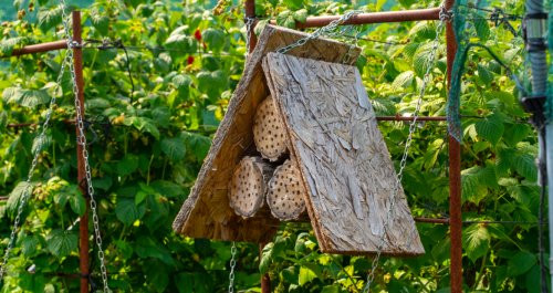 I nostri insetti utili | Sant'Orsola
