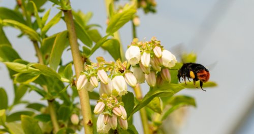 I nostri insetti utili | Sant'Orsola